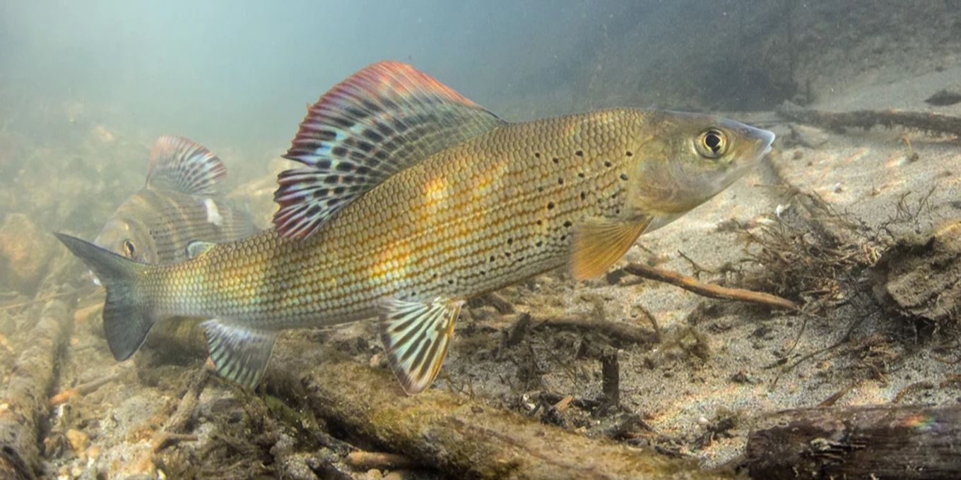 Berner Fische sind trotz PFAS-Nachweis essbar | BärnerBär