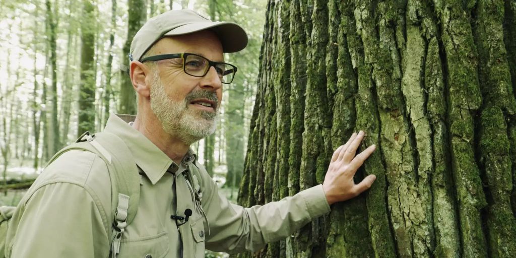Peter Wohlleben: «Das geheime Leben der Bäume» kommt in die Kinos