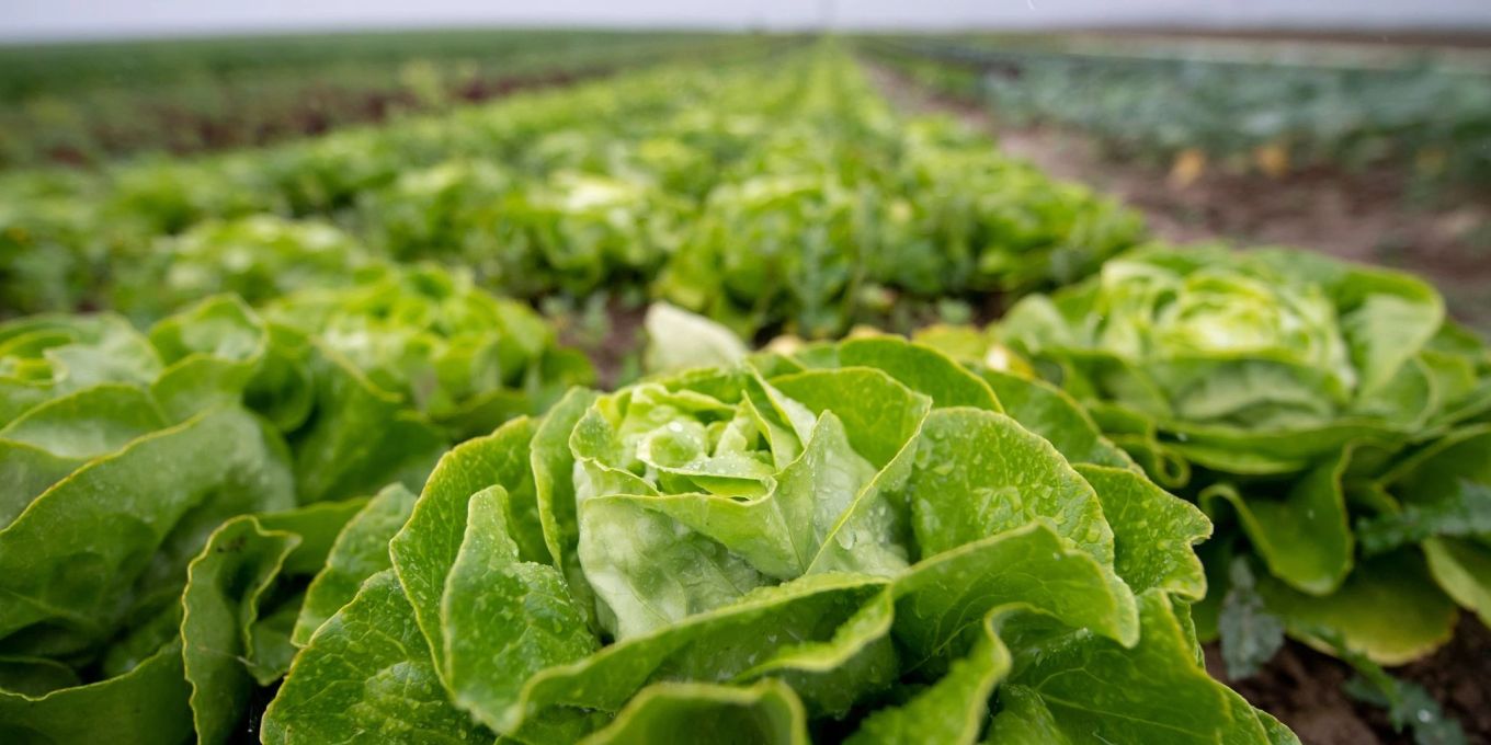 Studie zeigt: Autoreifen-Abrieb gelangt in Salat | Nau.ch