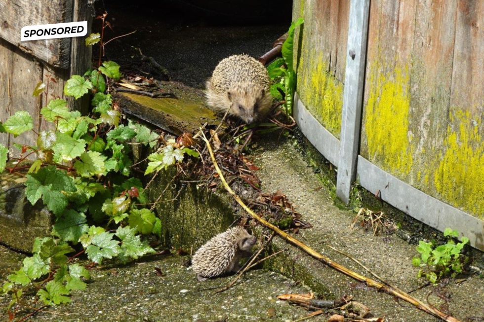 Deshalb sind Laub und Äste für Igel überlebenswichtig | Nau.ch