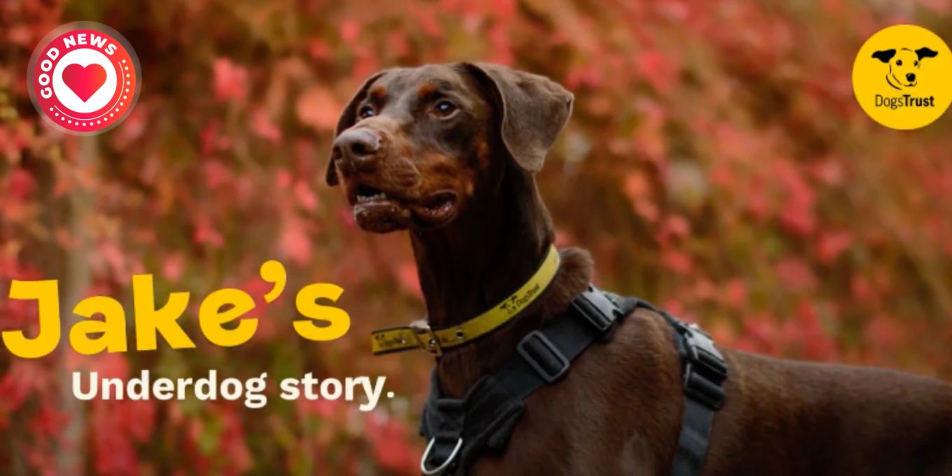Dobermann Jake hat nach 862 Tagen sein neues Zuhause gefunden | Nau.ch
