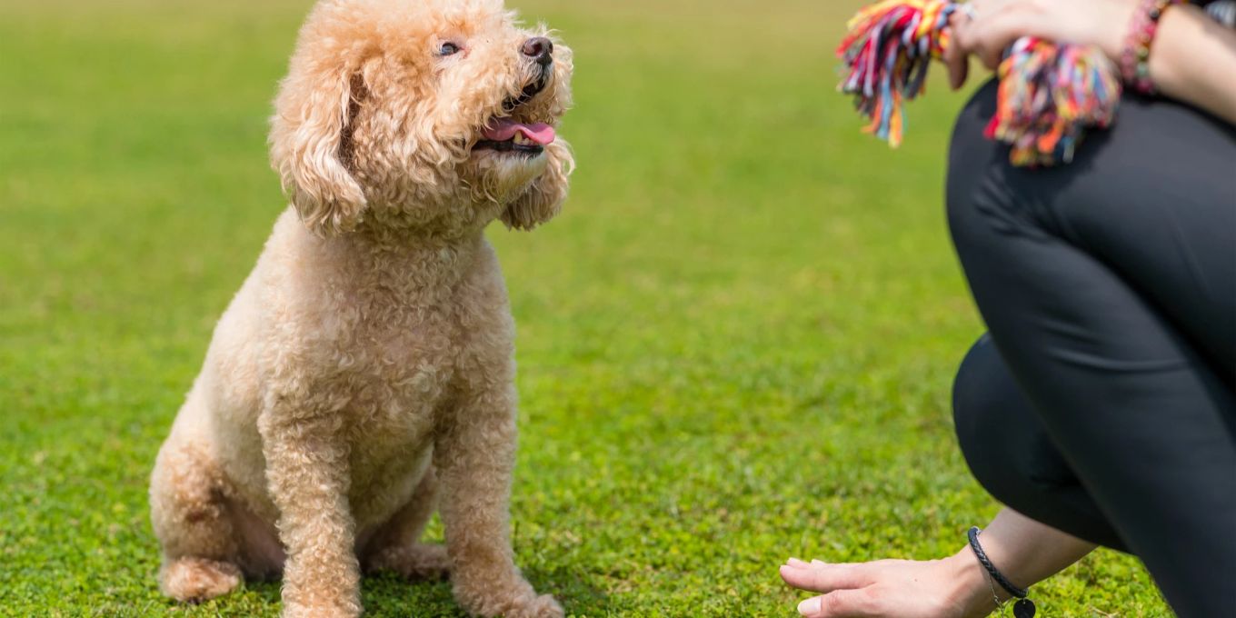 Diese Kommandos sollte jeder Hund beherrschen | Nau Tiere