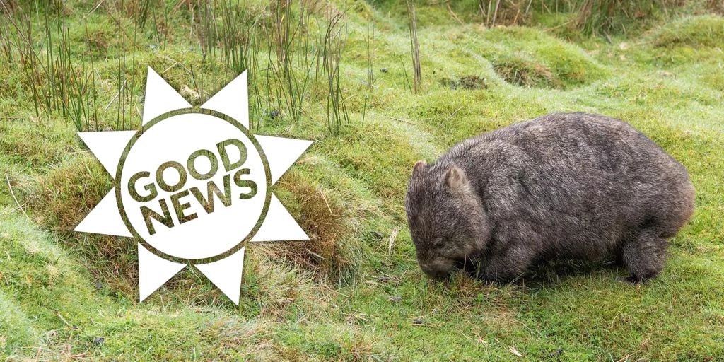 Wombat-Population erholt sich nach Dürre in Australien