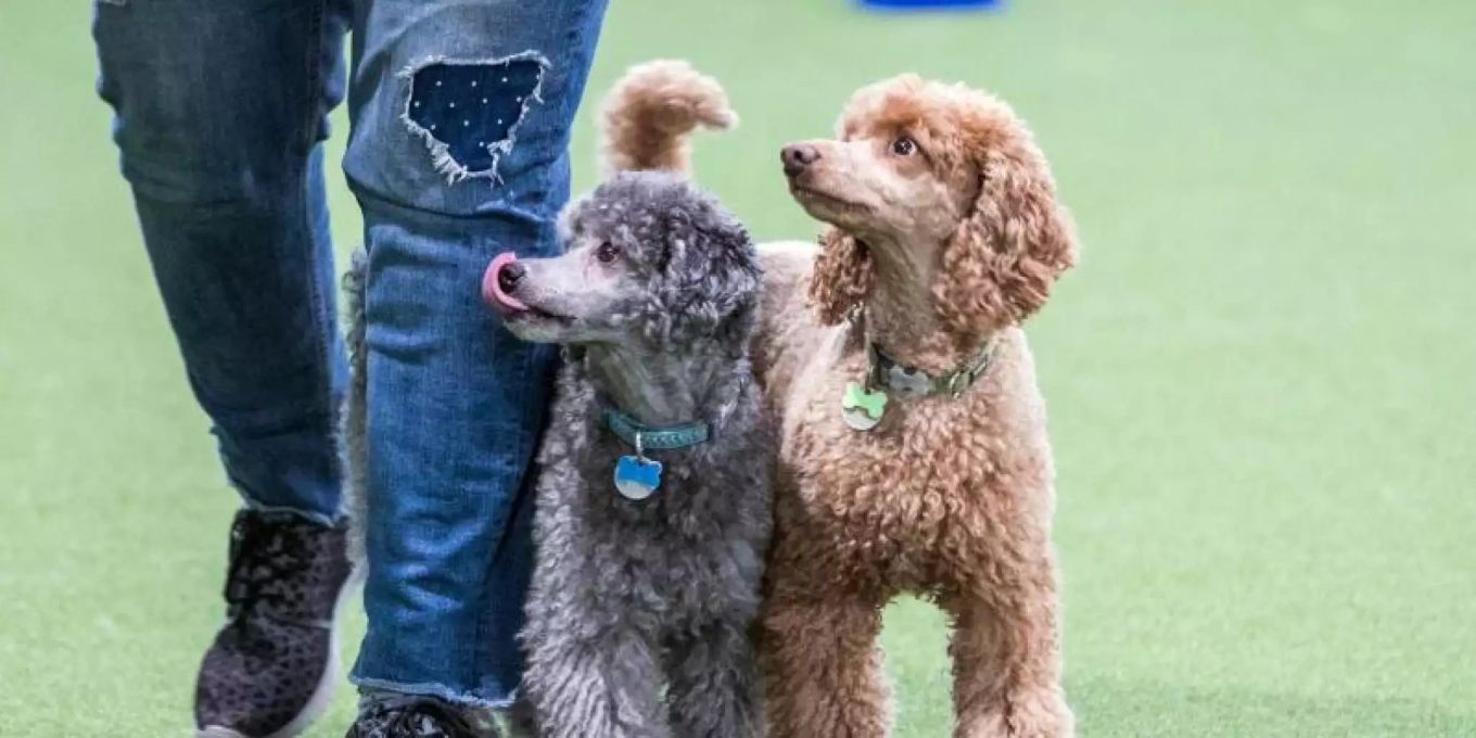 Die mit dem Pudel tanzt - Dogdance in der Hundehalle | Nau.ch