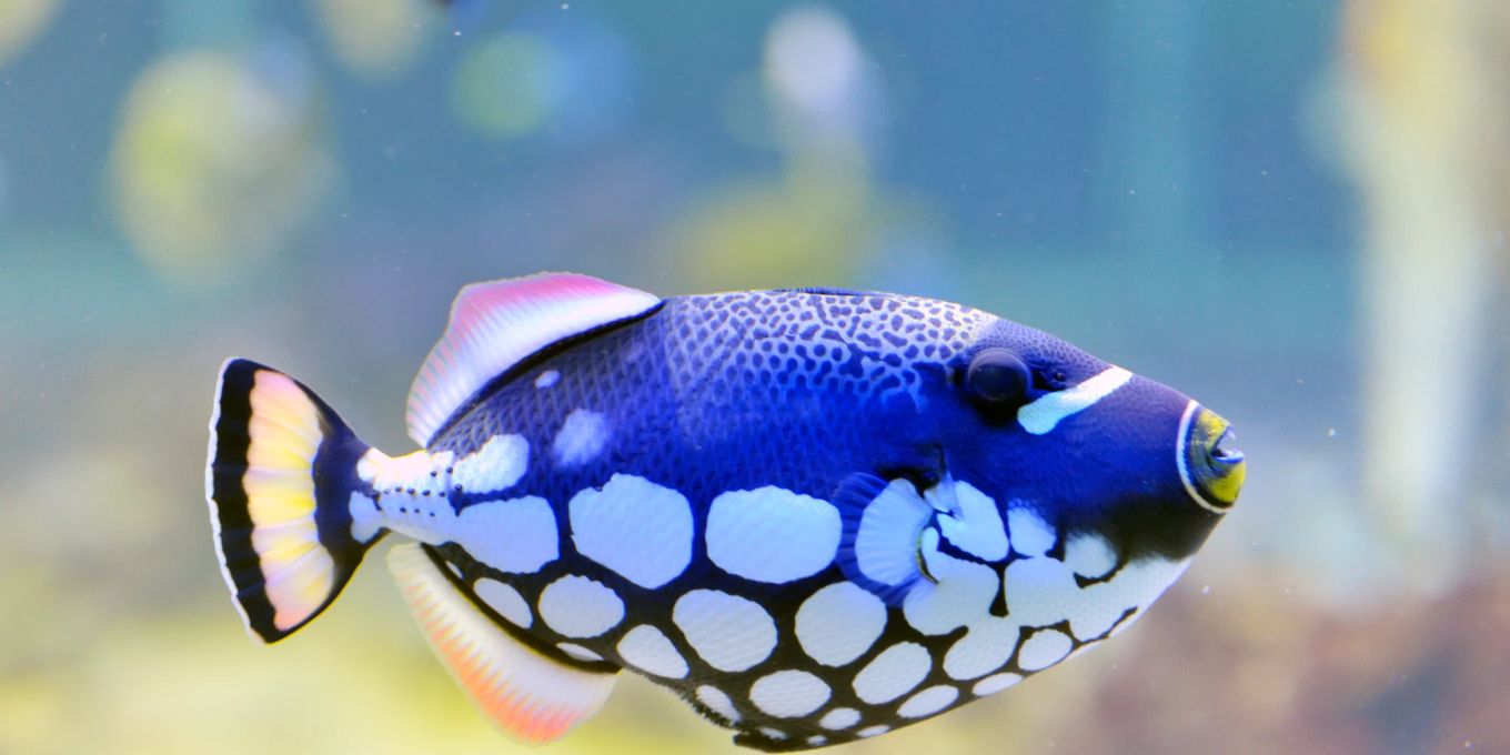 Praktische Tipps, um Ihre Fische sicher zu transportieren | Nau Tiere