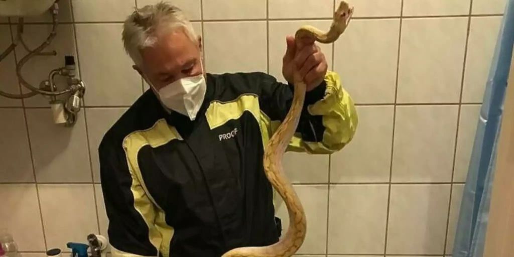Österreicher wird auf WC von einem Python gebissen