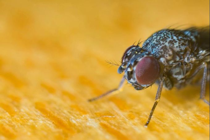 Das passiert wirklich, wenn eine Fliege auf Ihrem Essen landet | Nau.ch