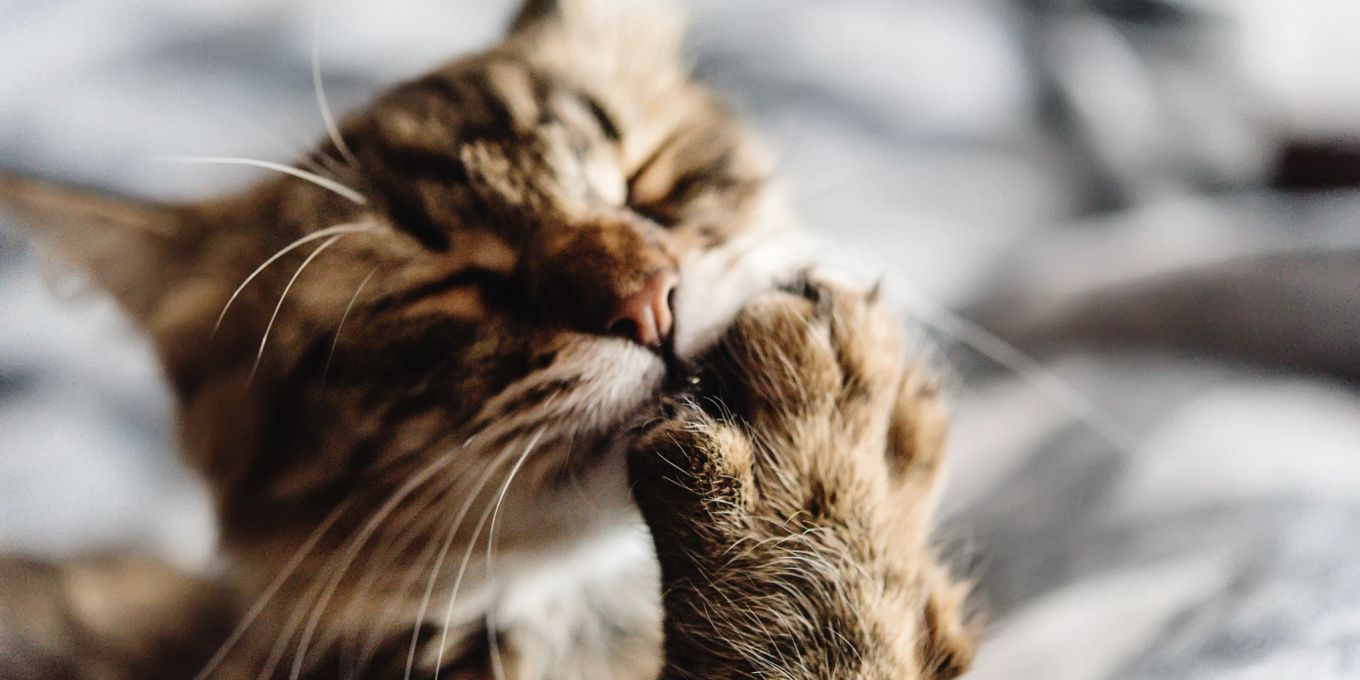 Katzenwäsche: So lernt deine Katze sich zu putzen | Nau.ch