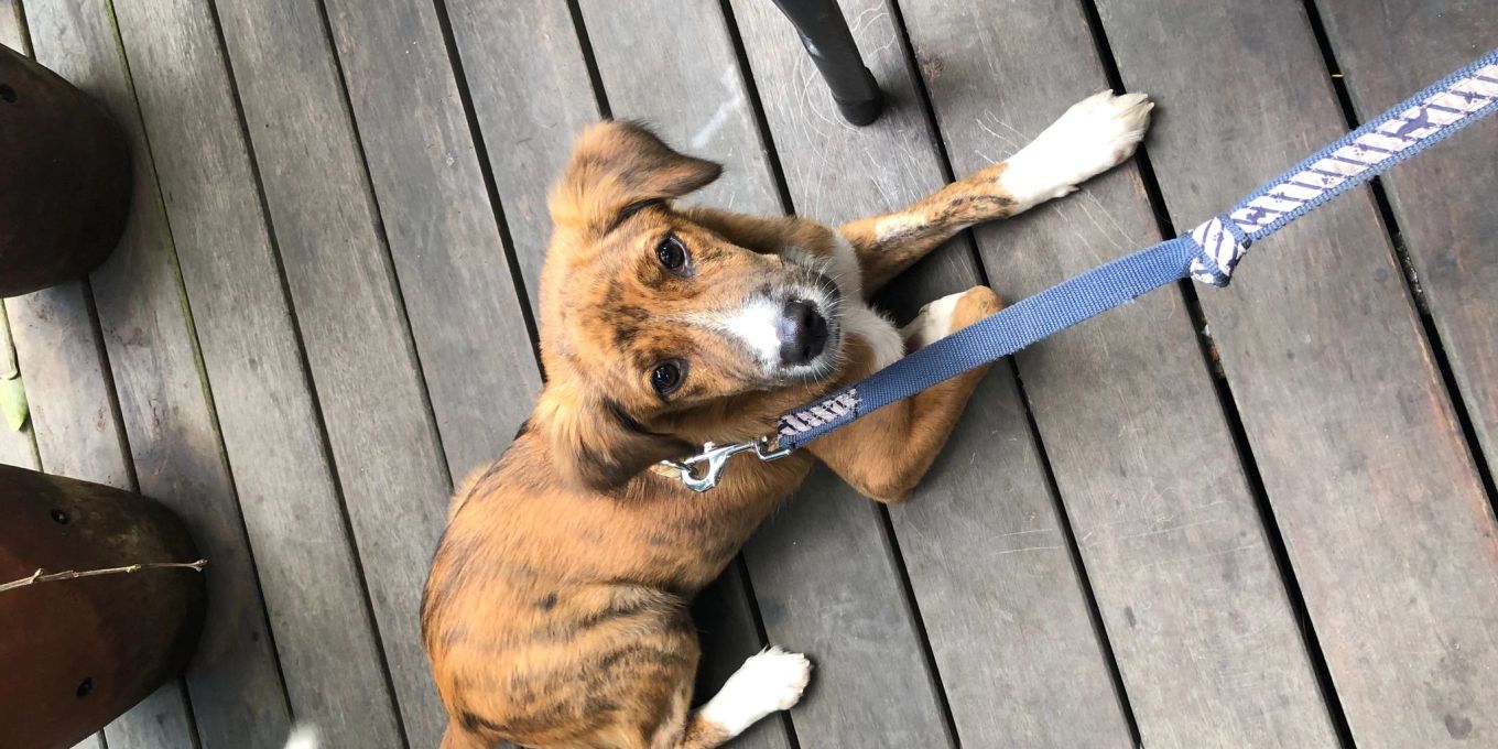 Entlaufener Hund sorgt für Aufregung am Münchner Flughafen | Nau.ch