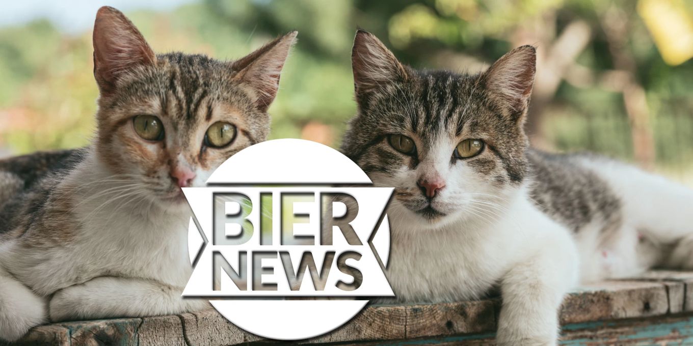 Zeitung meldet Katzen für Vorstandswahl der Républicains an | Nau.ch
