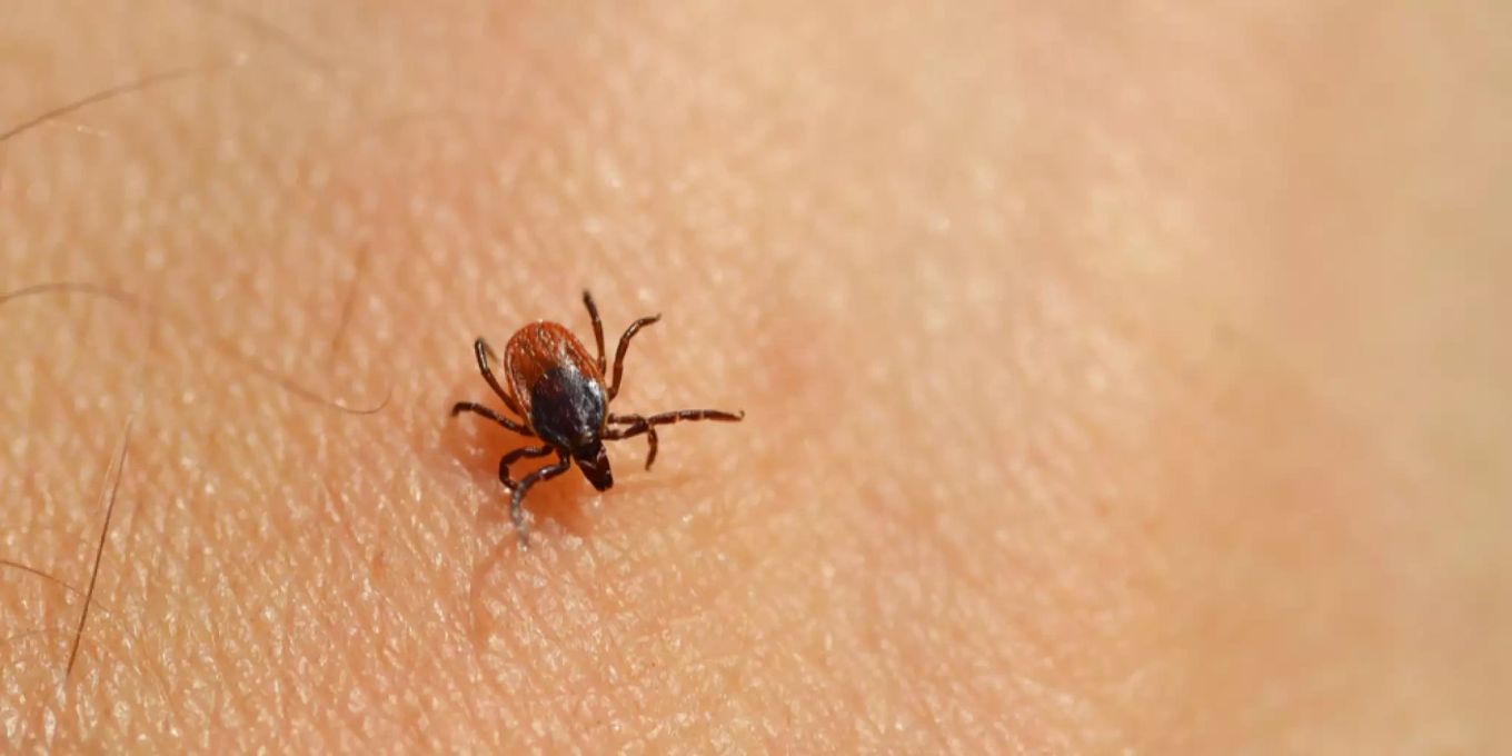 Alongshan Virus: Schweizer Zecken tragen neues Virus | Nau.ch