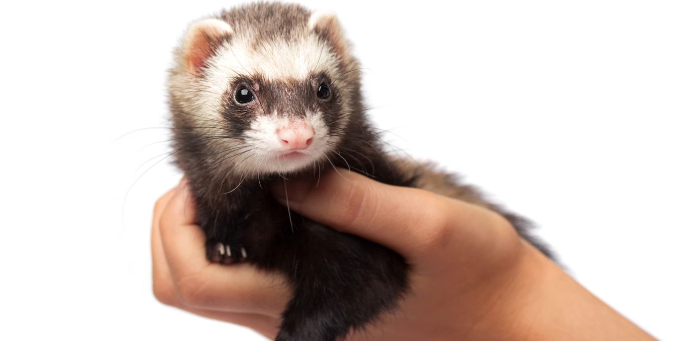 So gehen Sie mit einem bissigen Frettchen um | Nau Tiere