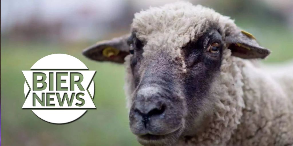 Ausgebüxtes Schaf sorgt in England für kilometerlangen Stau