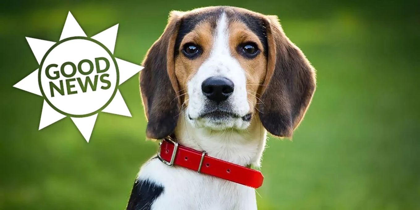 Pöstlerin bringt von Schlange gebissenen Hund zum Arzt | Nau.ch
