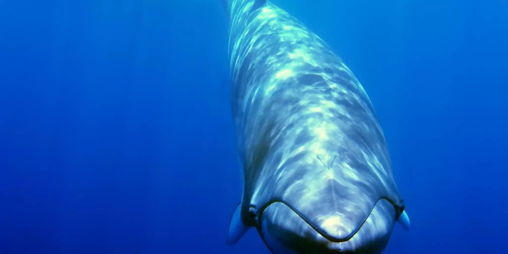 Wie sich die Waljagd in Japan auswirken wird