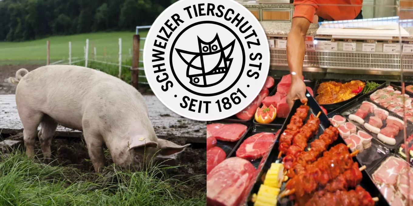 Labels: Schweizer Tierschutz wehrt sich gegen Kritik von Fleischbranche ...