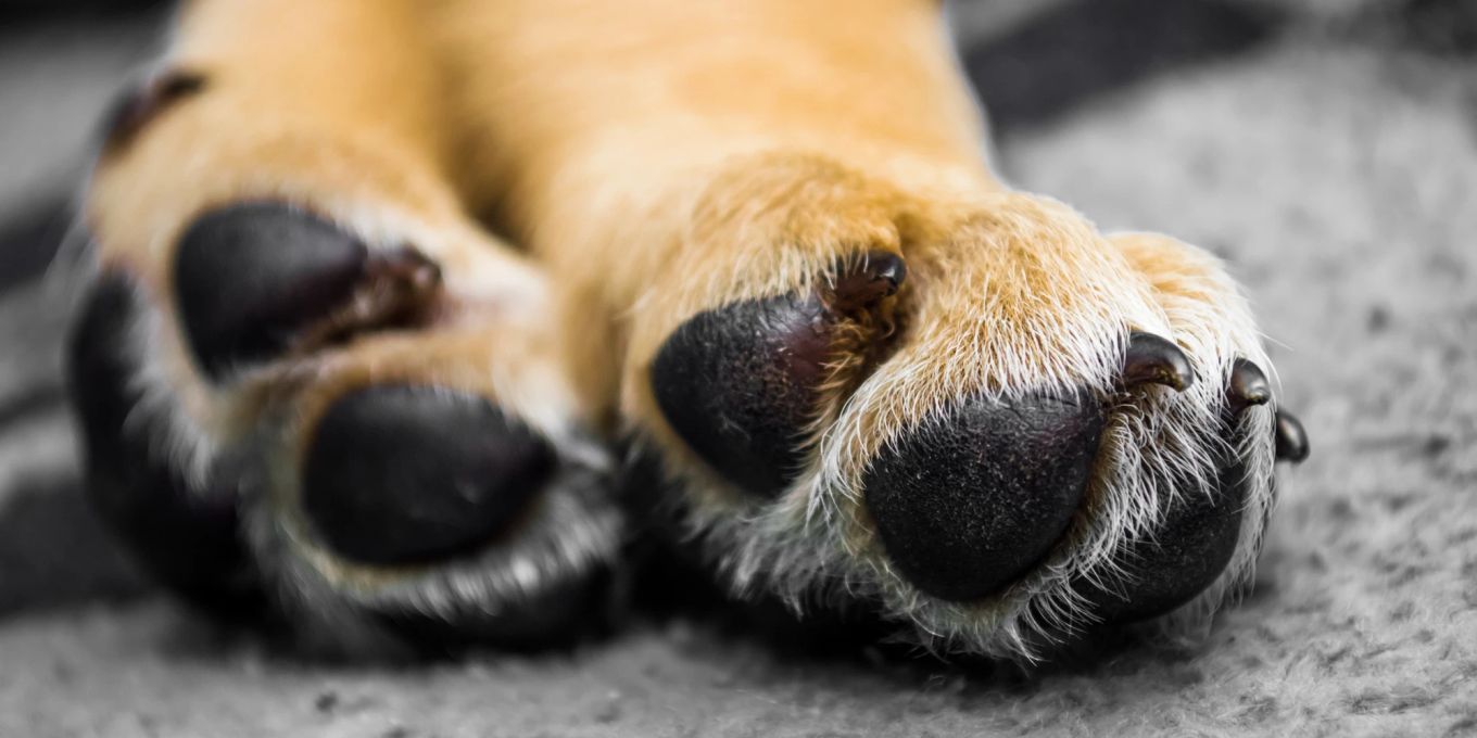 So pflegen Sie Hundepfoten richtig | Nau Tiere