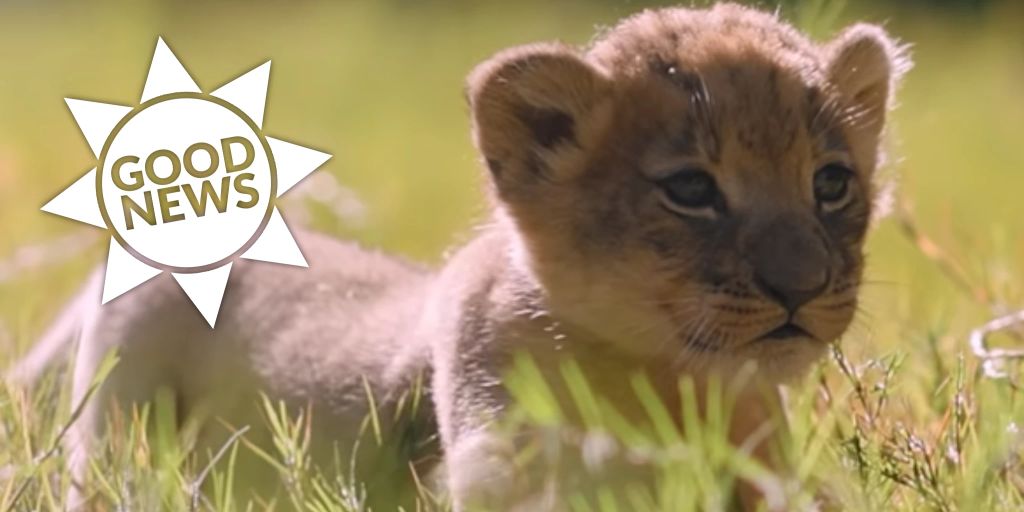 Good News: Herziges Löwenbaby in US-Zoo geboren