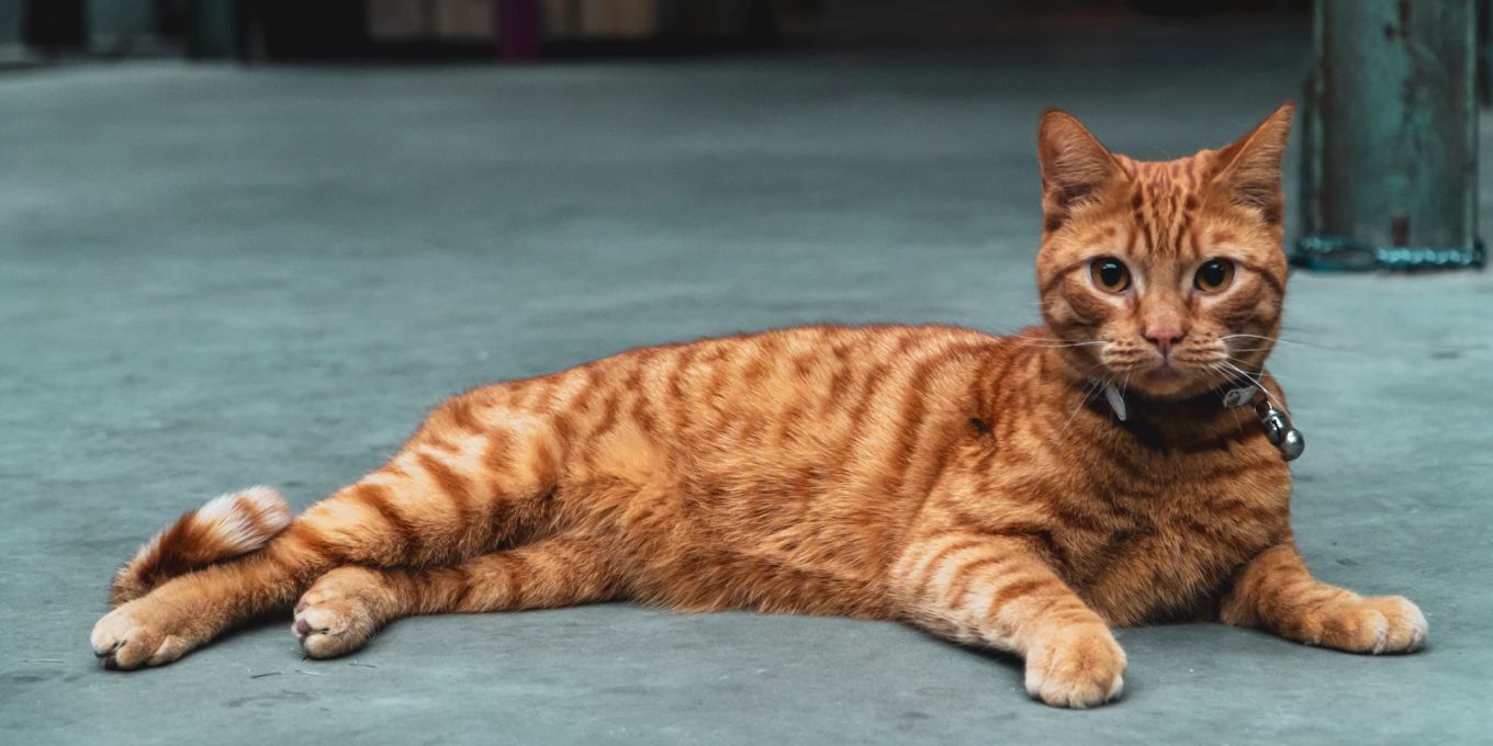 Mit Netzen und Plüsch: Verletzungsrisiko für Katzen minimieren | Nau.ch