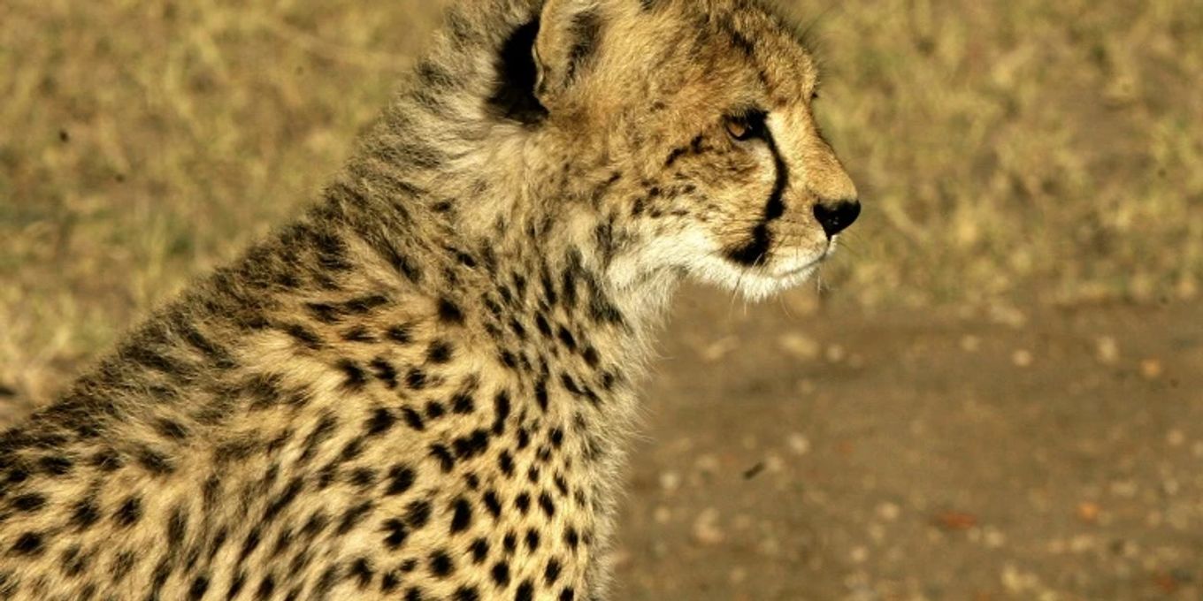 Zwölf Geparden reisen von Südafrika nach Indien | Nau.ch