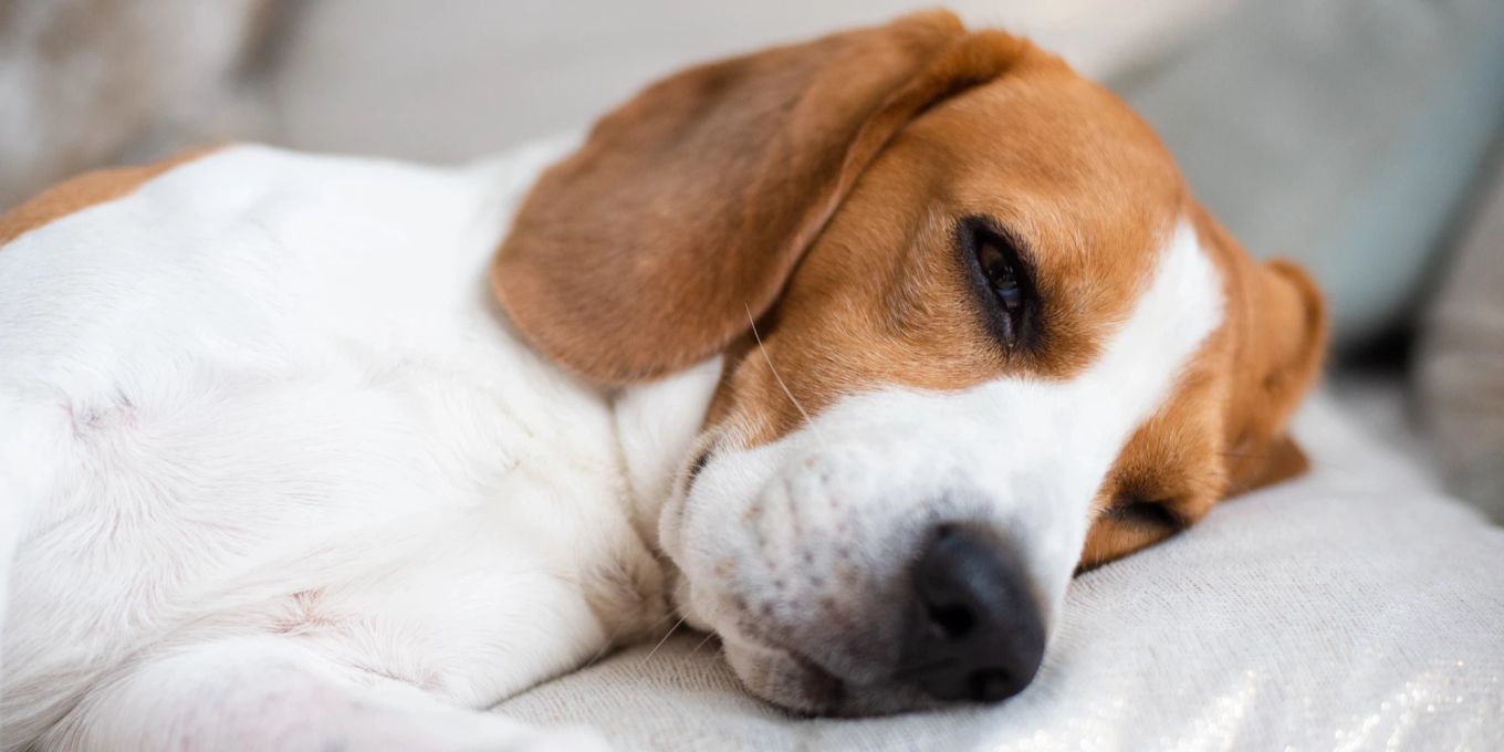 Wenn der Hund Durchfall hat: Praktische Tipps für den Akutfall | Nau Tiere