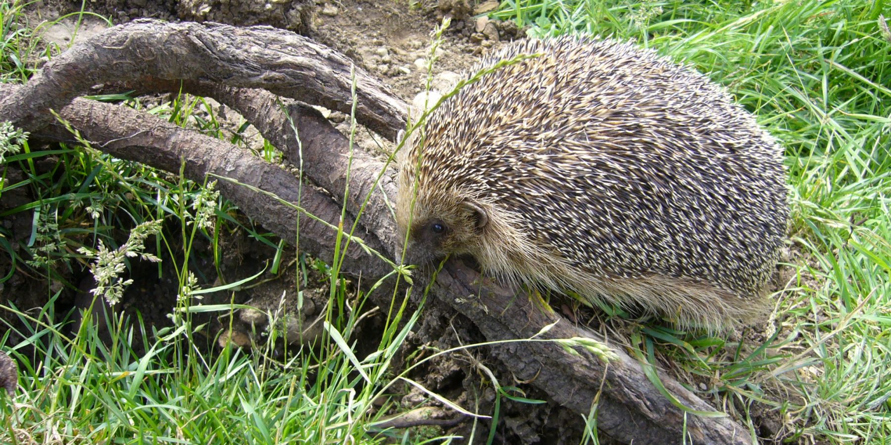 Deshalb sind Laub und Äste für Igel überlebenswichtig | Nau.ch