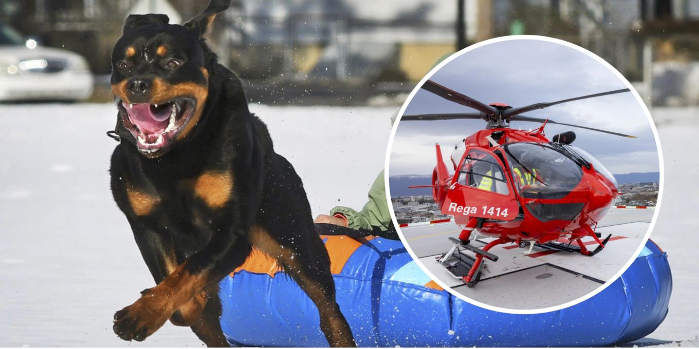 Sumiswald BE: Kleinkind von Rottweiler gebissen und schwer verletzt | Nau.ch