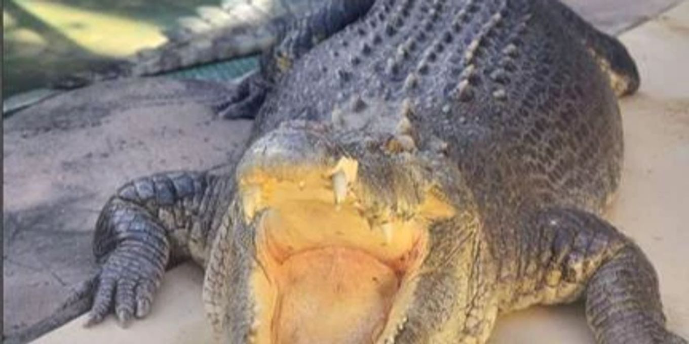 Crocodile-Dundee-Star: Krokodil Burt nach 90 Jahren gestorben | Nau.ch