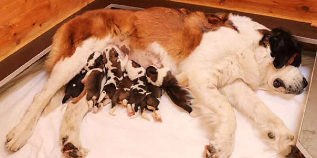 Fünfzehn Bernhardiner-Welpen im Wallis zum Frühlingsanfang
