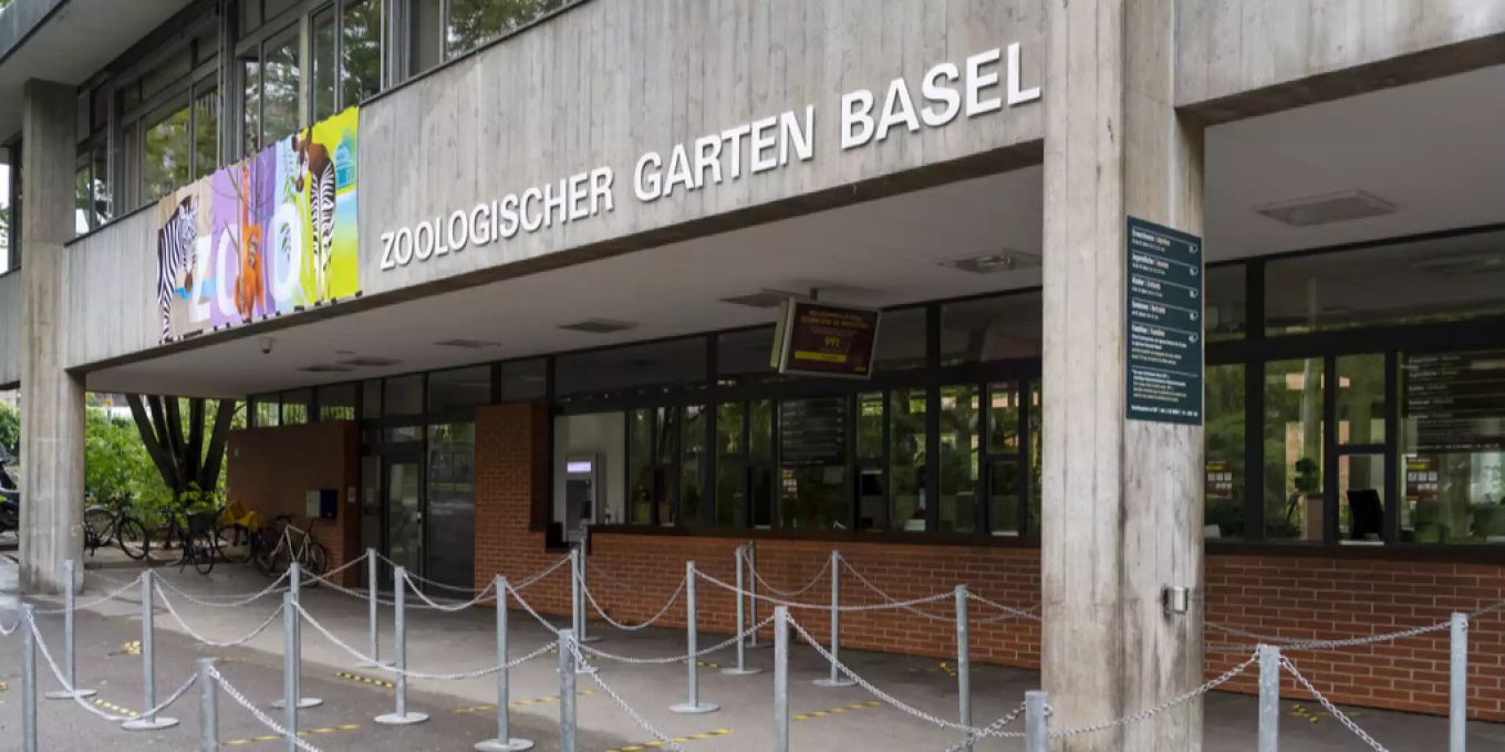 Zoo Basel schlachtet altersbedingt zwei Ponys | Nau.ch