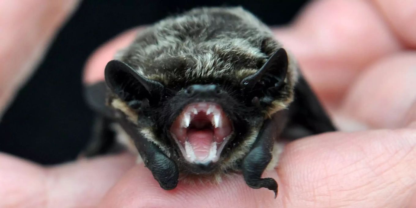 Seltene Mopsfledermaus erstmals in Gärten gesichtet | Nau.ch