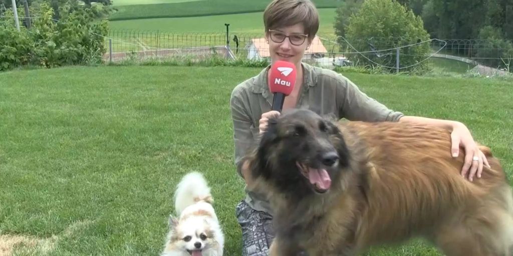 Tierheim Emmental: «Tiere werden nach Sommerferien wieder abgeholt»