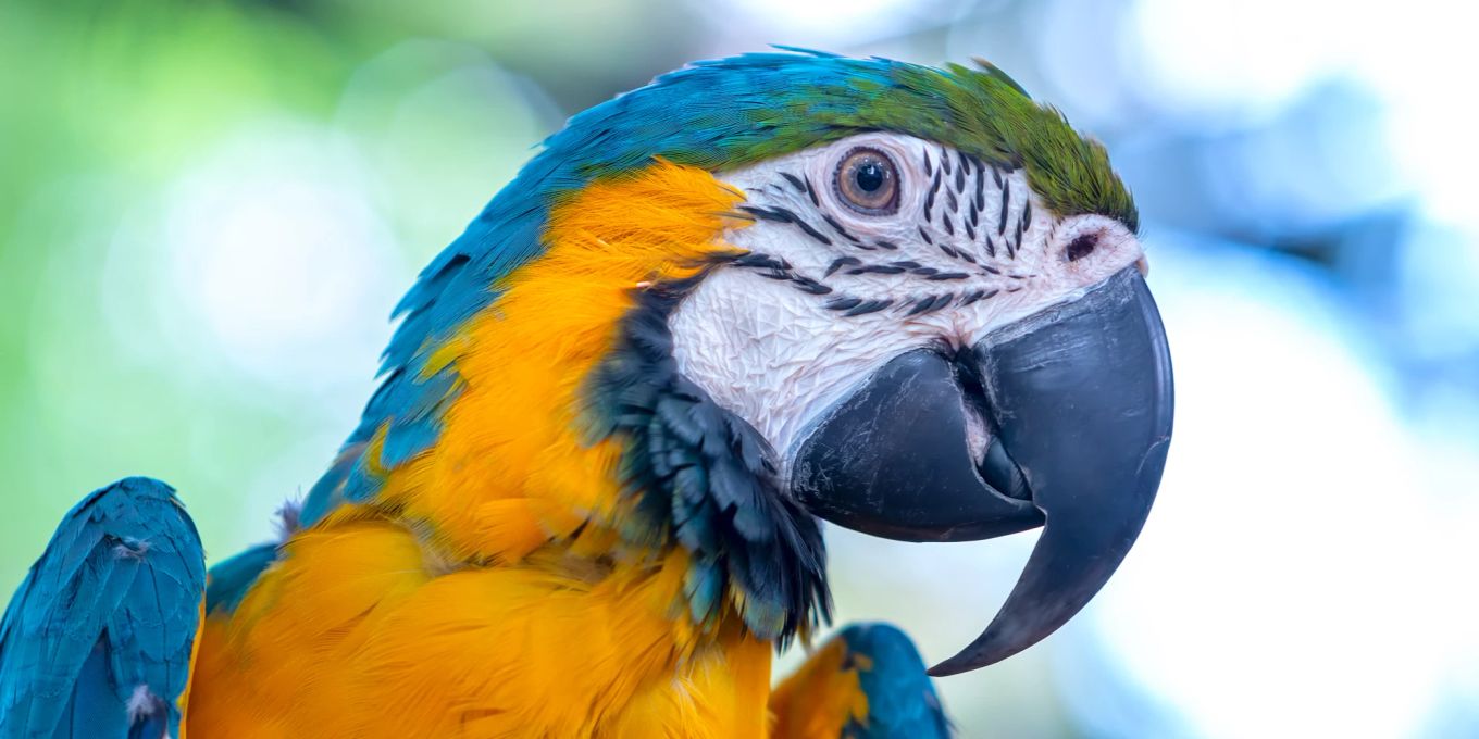 Alarmstufe Rot – warum Papageien ihre Federn rupfen | Nau.ch