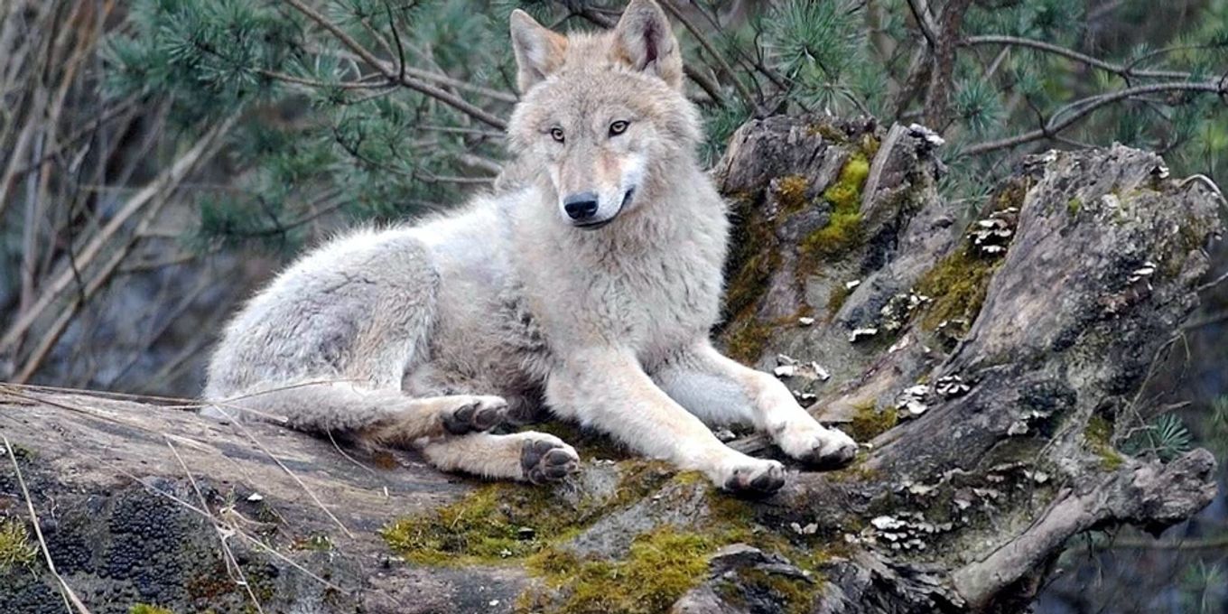 Angeblich verletzter Wolf in Valens SG wurde gewildert | Nau.ch
