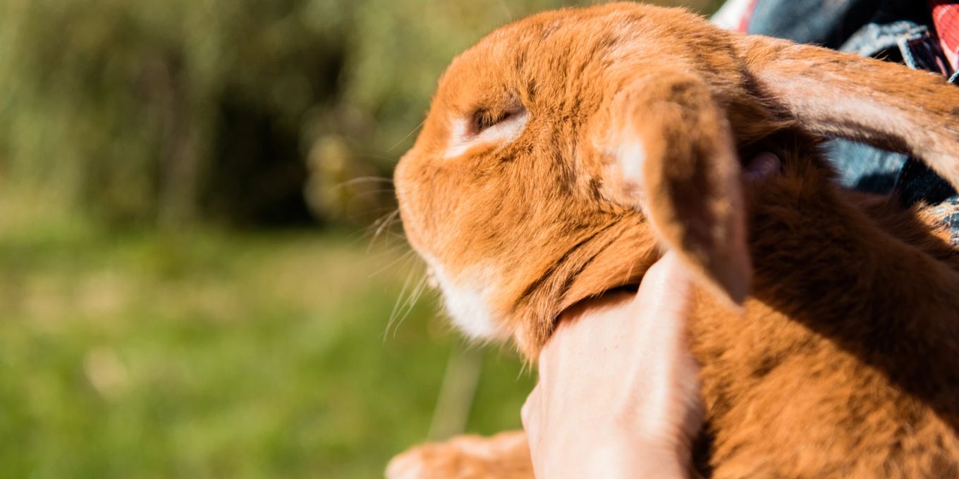 Konnen Kaninchen Pupsen