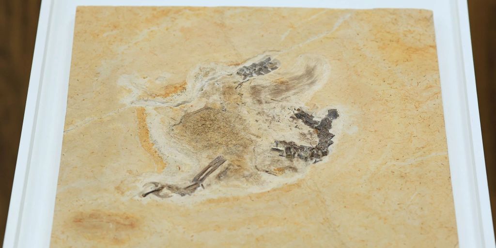 Dino-Fossil offiziell an Brasilien zurückgegeben