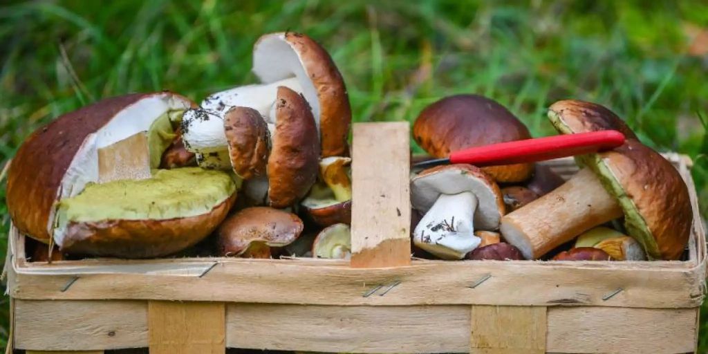 In Madiswil startet die Pilzkontrolle-Saison 2023