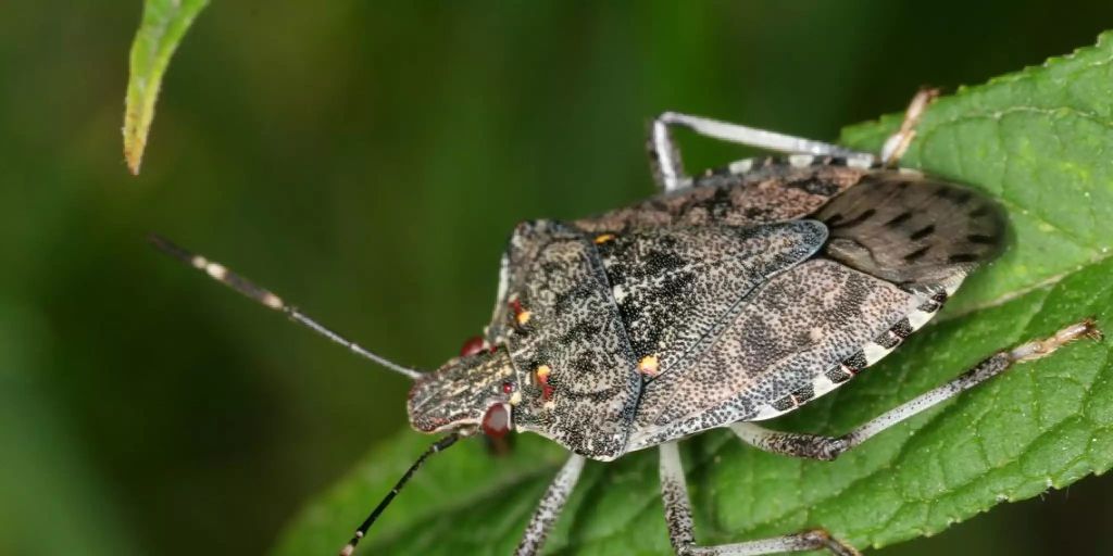 Klimawandel führt in der Schweiz zu mehr Stinkwanzen-Plagen