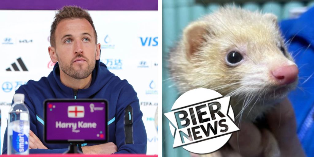 WM 2022: «Hellseh»-Frettchen Kenny tippt auf England-Niederlage