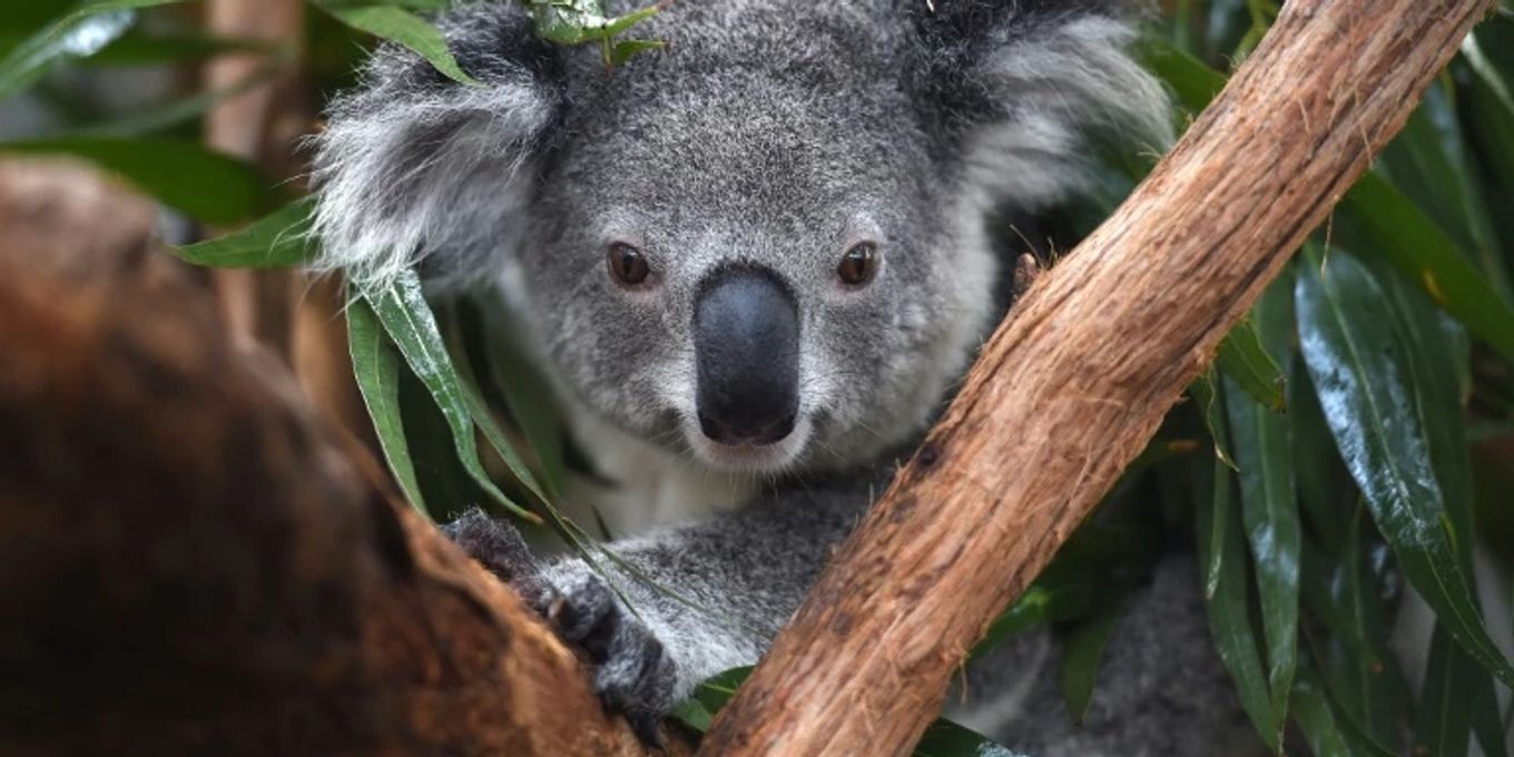 Irwin ist tot – Ältester Koala Europas wurde 17 Jahre alt | Nau.ch