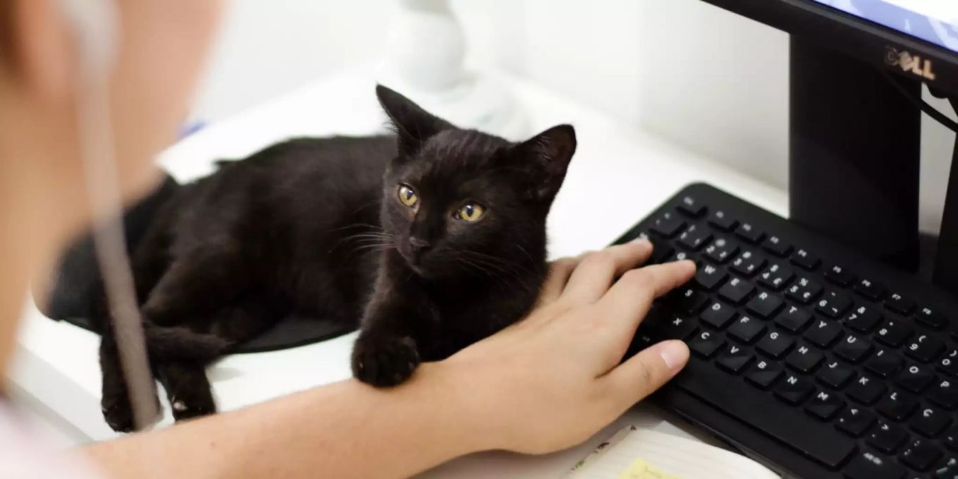Warum es Katzen lieben, auf der Tastatur zu liegen | Nau.ch