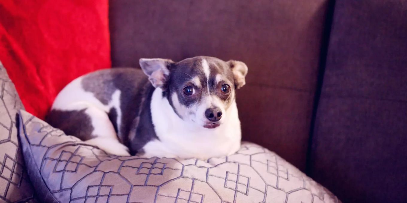 Hund: So kommt Ihr Vierbeiner gut durch die Silvesternacht | Nau.ch