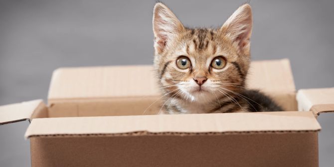 Alles zu Katzenverhalten | Nau Tiere