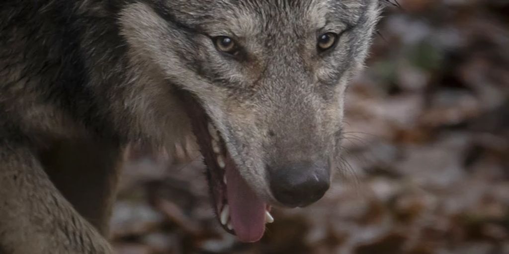 Wolf Attack in Medel, Switzerland: Understanding Predatory Behavior and ...