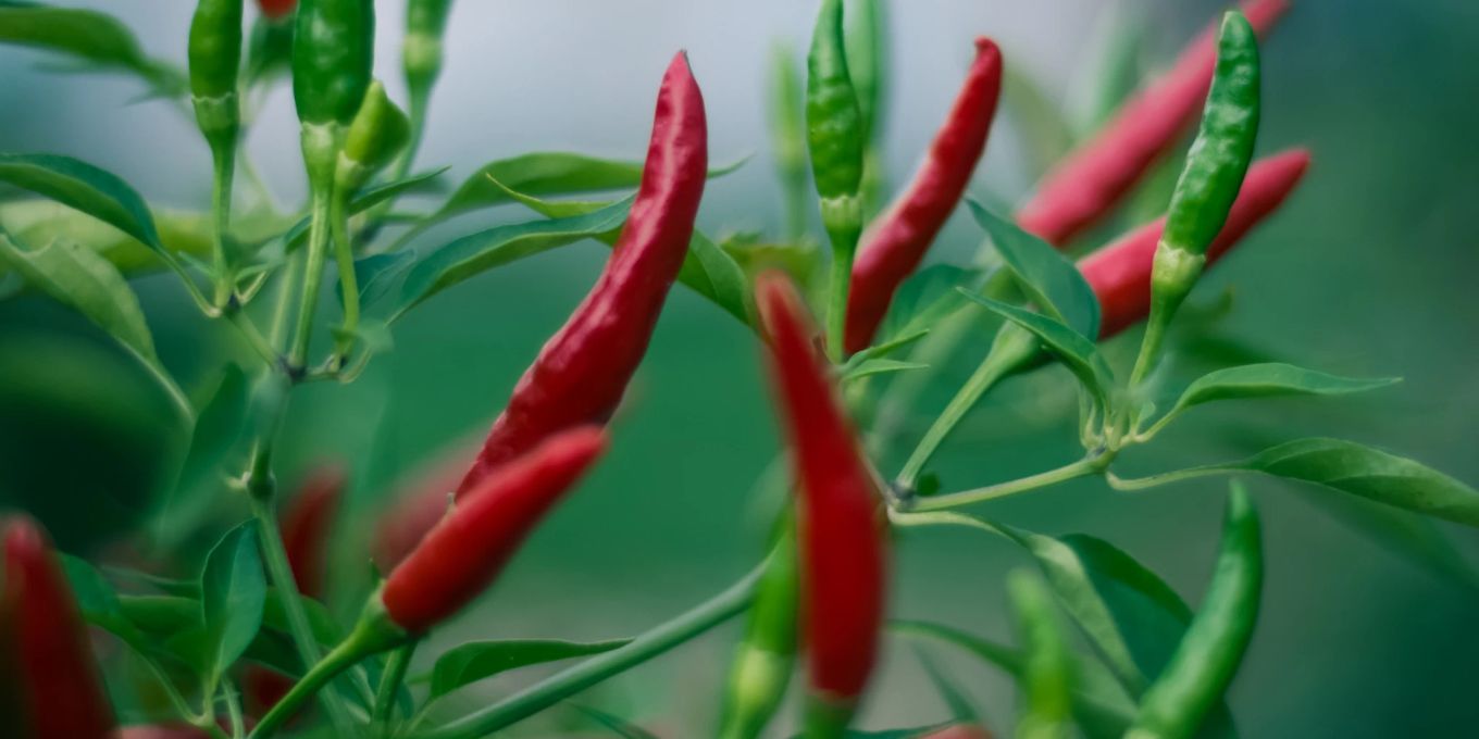 Feurige Versuchung: Die besten Chilisorten für den heimischen Garten ...