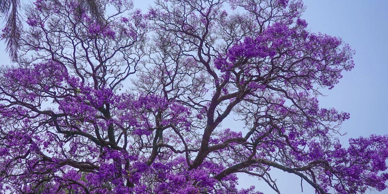 Jacaranda: Das macht den Baum so besonders | Nau.ch