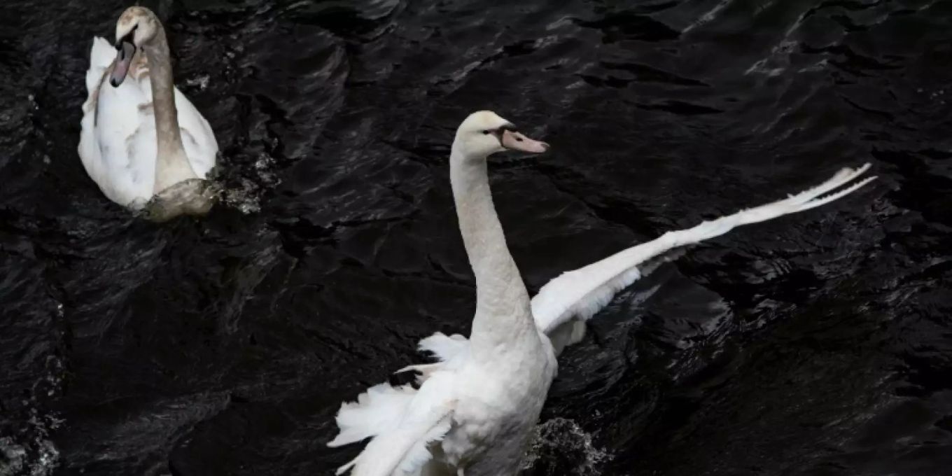 Neun Grad: Seniorin (77) fällt nach Schwan-Attacke in See | Nau.ch