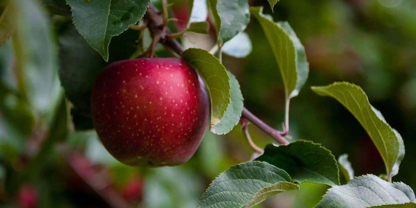 Bettwieser Kinder lernen, wie aus Äpfeln Apfelmost entsteht | Nau.ch