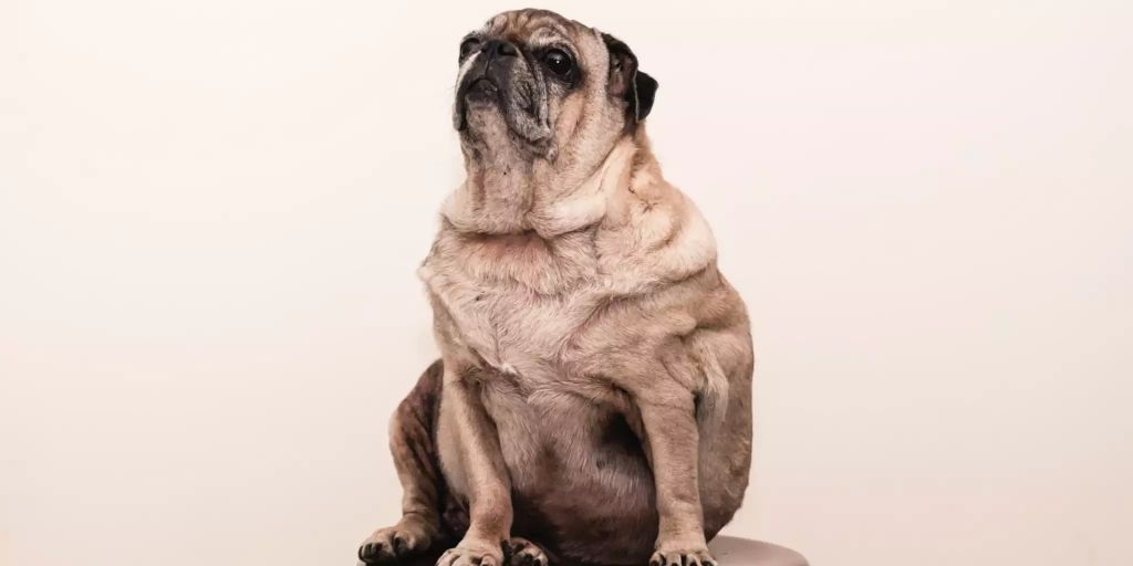 So nimmt der übergewichtige Hund gesund ab