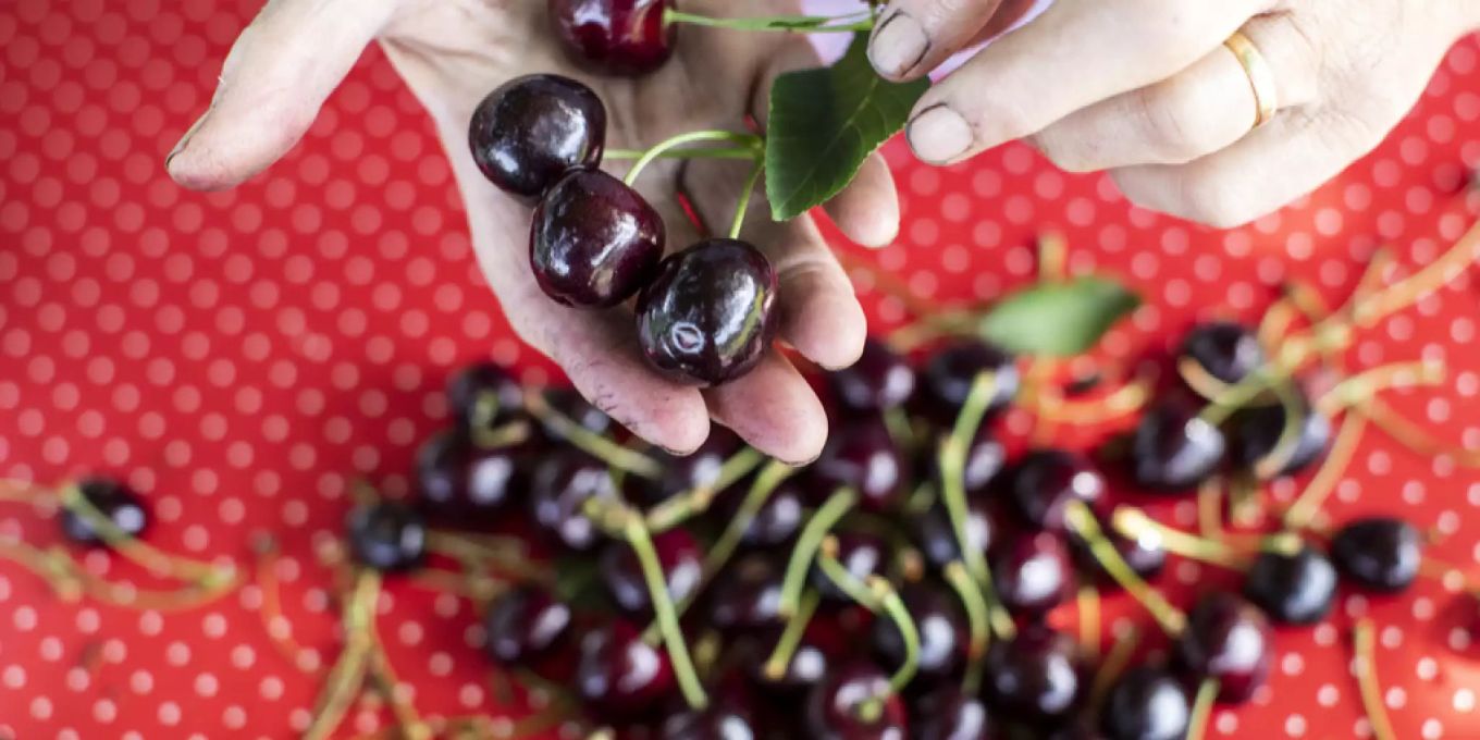 Oeschgen: Im Jurapark Aargau beginnt die «Chriesi-Ziit 2023» | Nau.ch